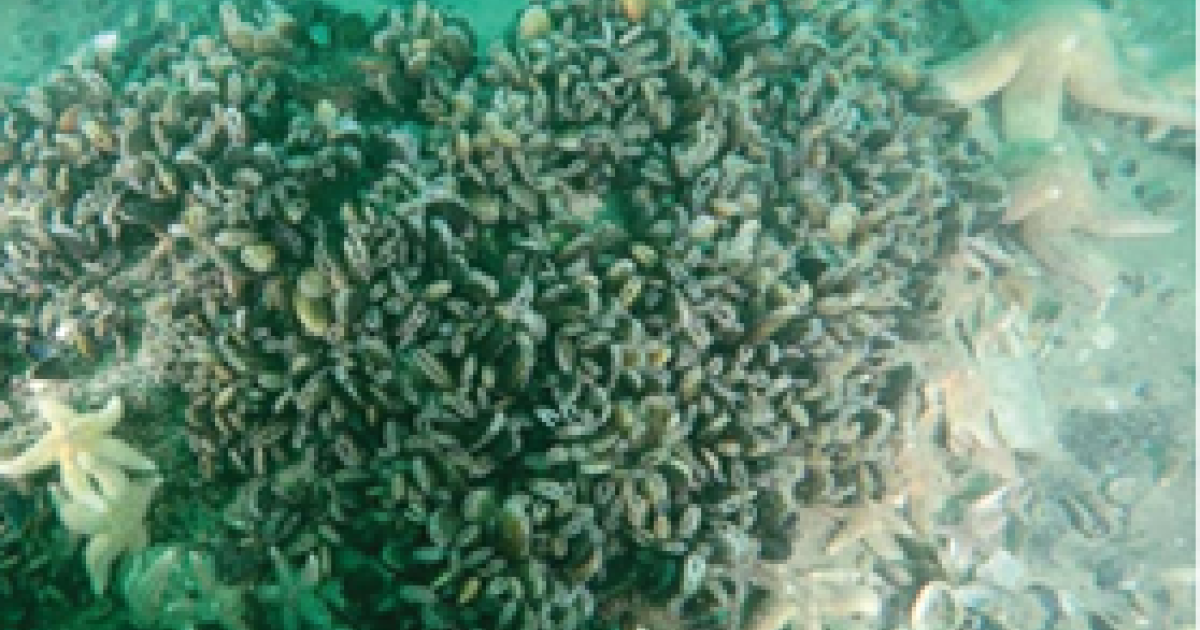 Biogenic mussel reef has potential as coastal protection technique and ...