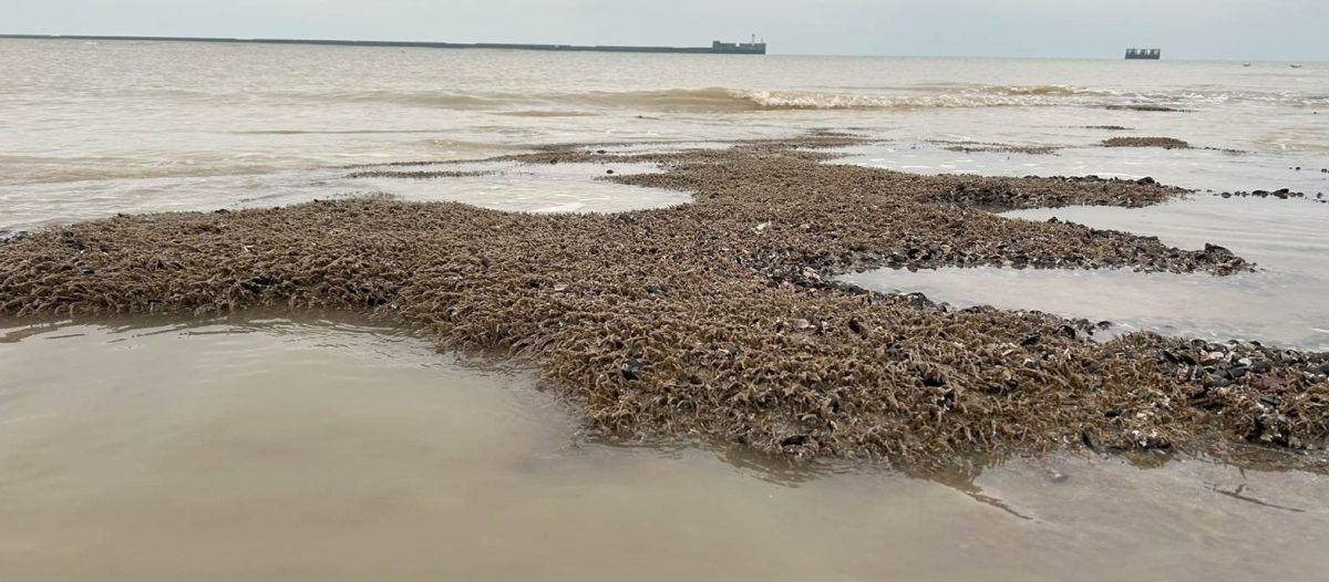 Nature inspired Designing (NID) met behulp van een kokerbouwende ...