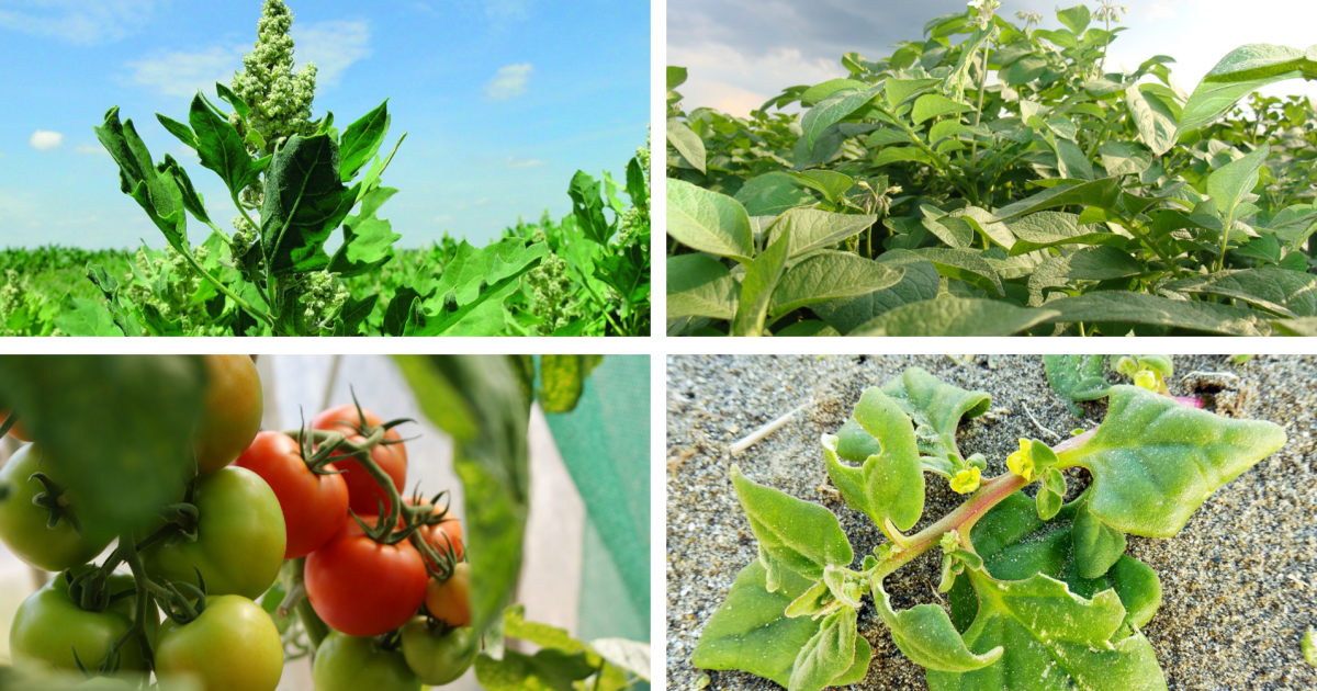 Introducing the four SALAD species - saline agriculture
